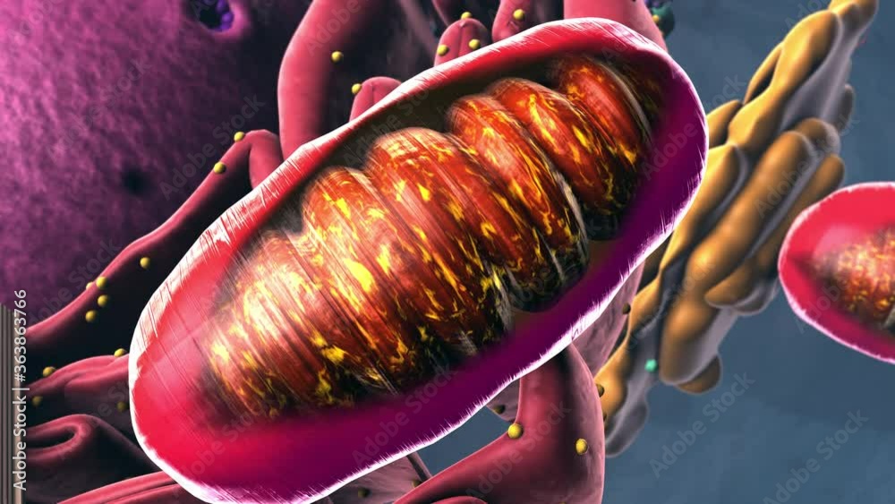 Components of Eukaryotic cell, nucleus and organelles - 3d illustration ...