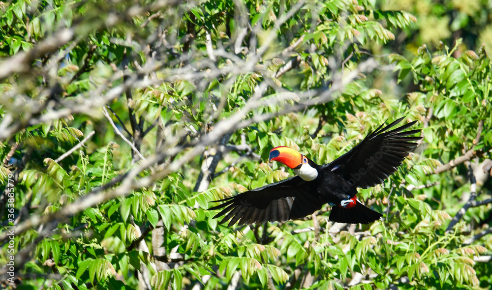 Toucan touched or large toucan flying with open wings in the middle of ...