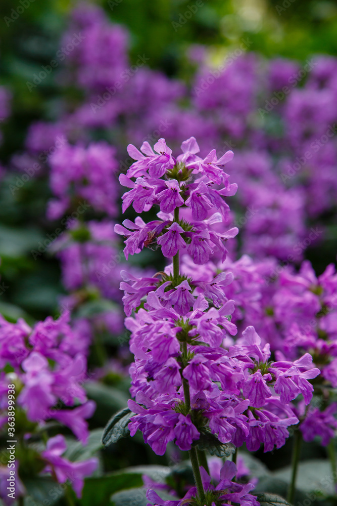 Betonica (syn. Stachys ), common betony, purple betony, is a perennial ...