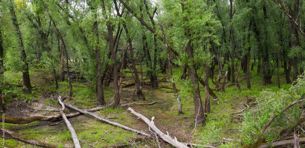 Riparian forest in summer. Living trees growing on wet ground among ...