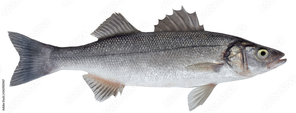 Saltwater fish isolated on white background closeup. The European bass ...