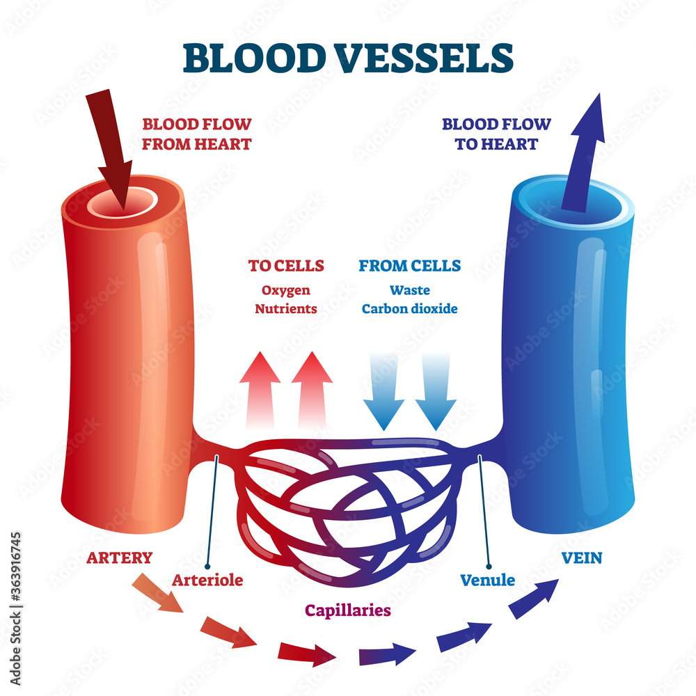 Blood vessels scheme with heart and cells flow direction vector ...