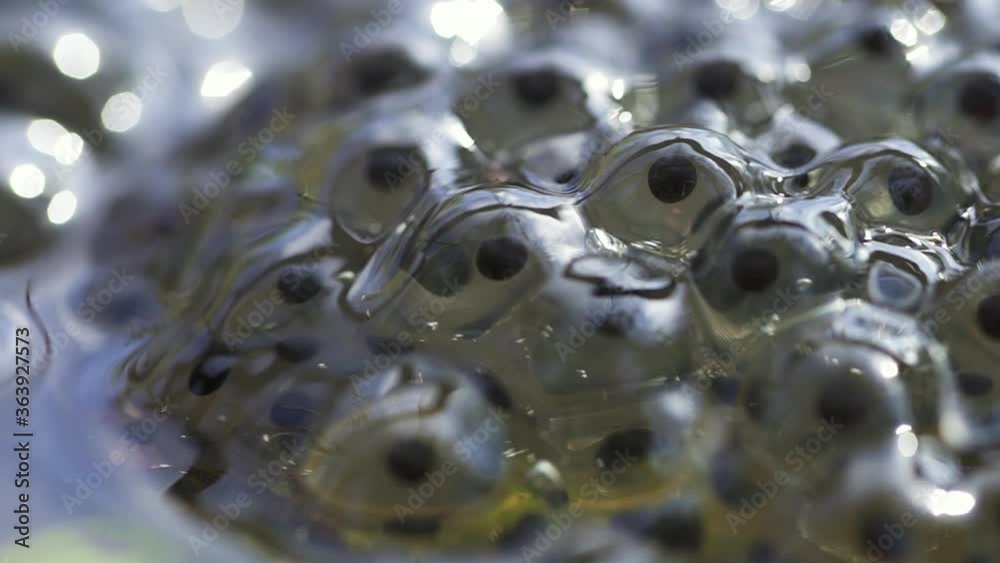 Vídeo do Stock: Embryos tadpoles caviar moving in eggs of frog roe in a ...