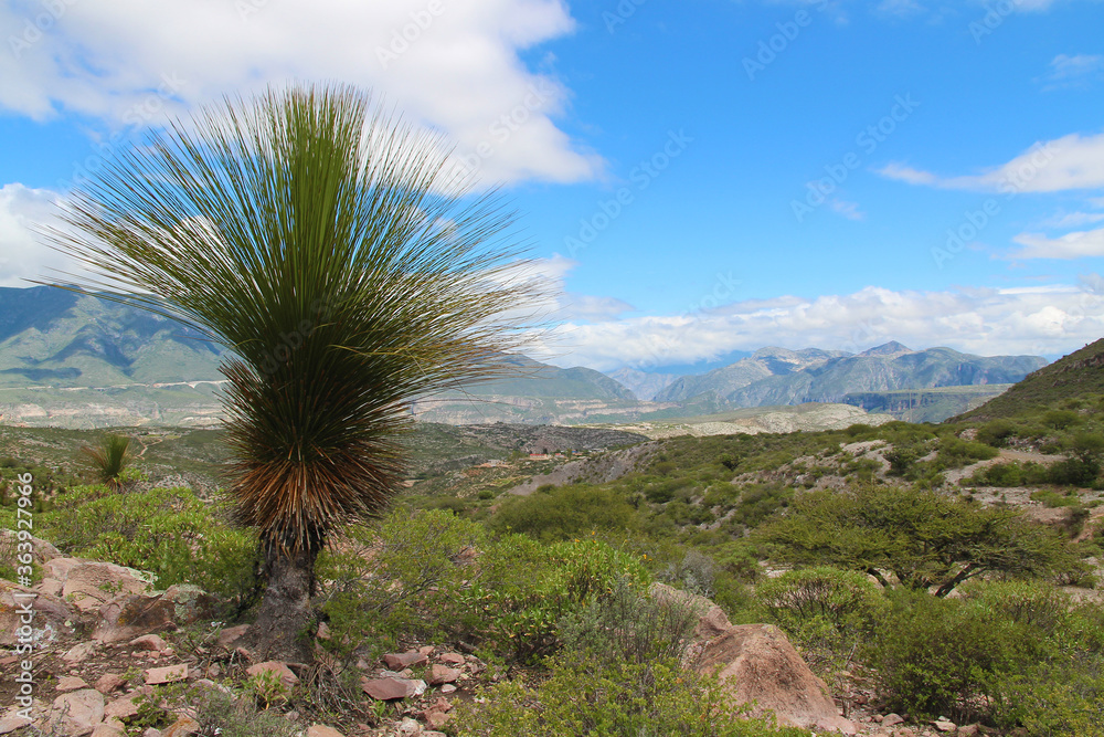 A rare young yucca queretaroensis tree in the landscape of Queretaro ...