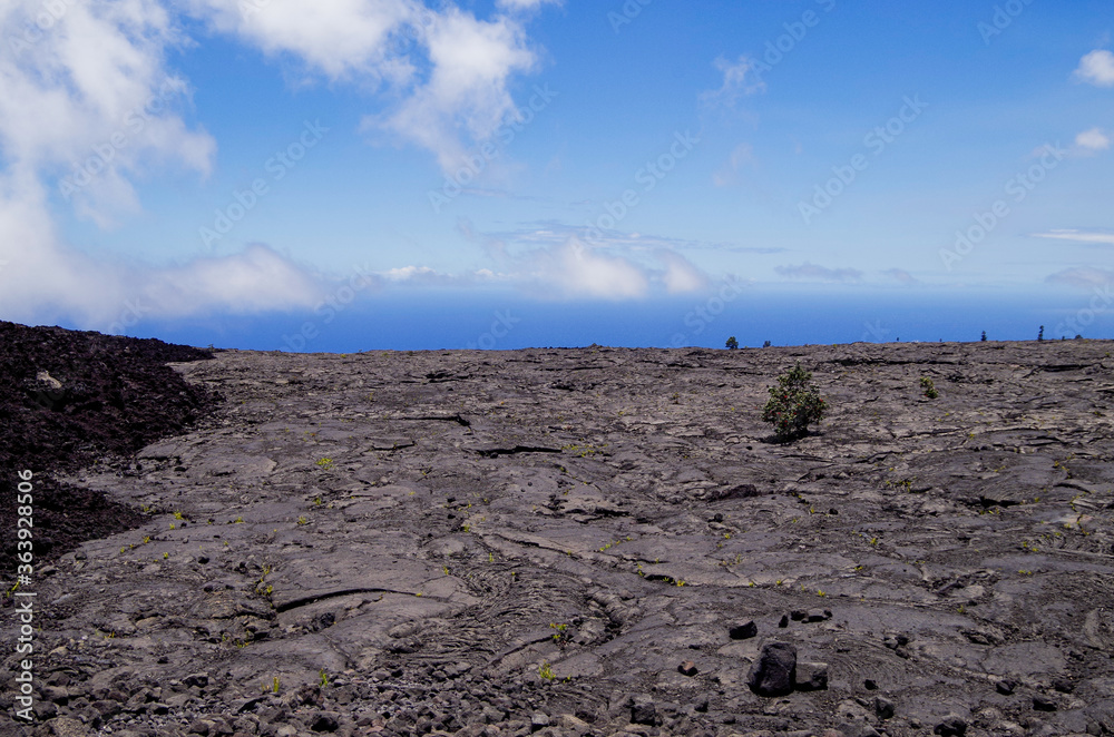 Lava desert with black solidified magma rocks form fertile ground for ...