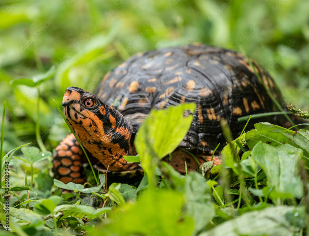 Eastern Box Turtle (Terrapene carolina Carolina) has bright coloration ...