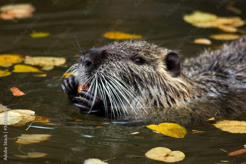 Nutria or river beaver (rat), muskrat. Nutria [Myocastor coypus] swamp ...