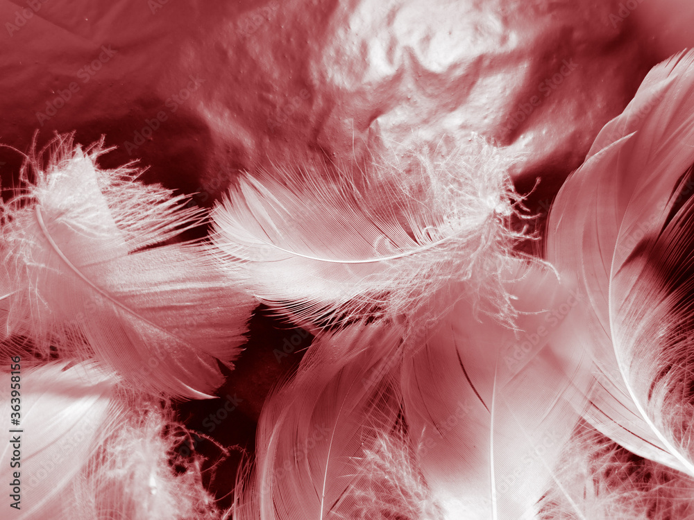 Beautiful abstract white and red feathers on black background and soft ...