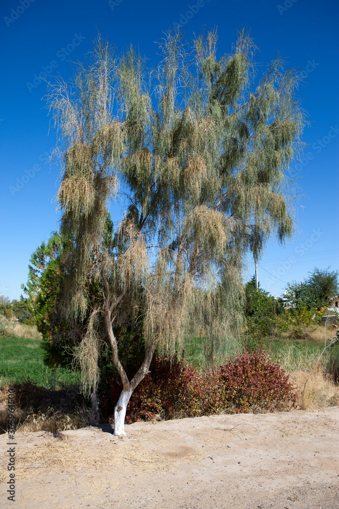 Saxaul Tree
