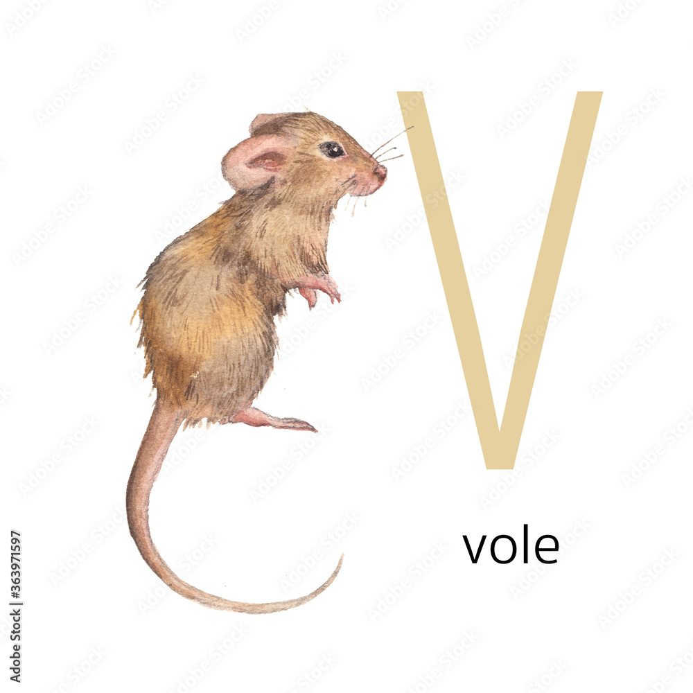 Animals alphabet. V for vole. Watercolor letters illustration isolated ...