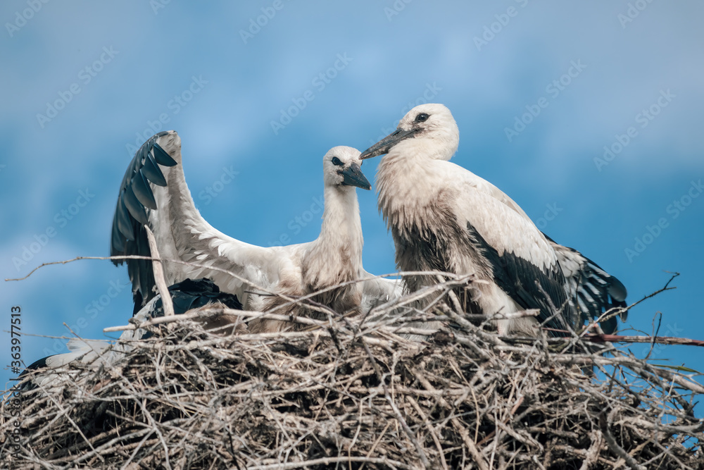 Young white storks in the nest. A family of wild storks in their ...
