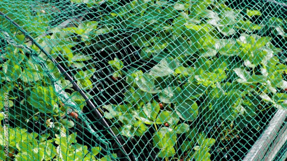 Close up view of green strawberry bushes in plastic pots. Strawberry ...