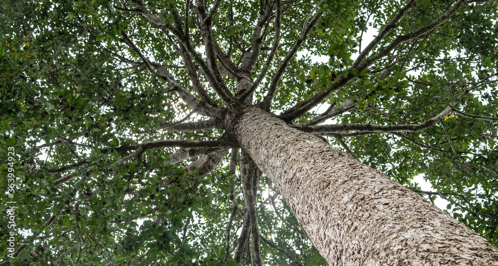 Big Dipterocarpus alatus tree bark or yang tree, looking up from ground ...
