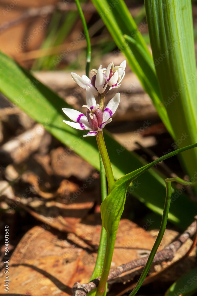 The flower of the Australian native plant known as the Common Early ...