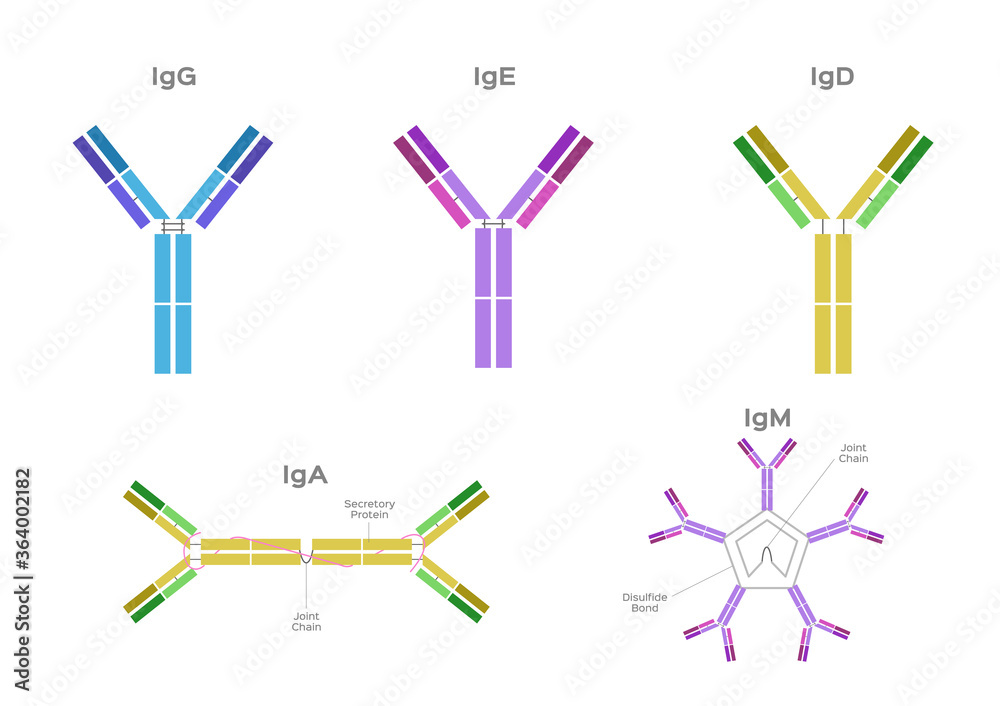 Types of Antibodies and immunoglobulin structure vector / infographic ...