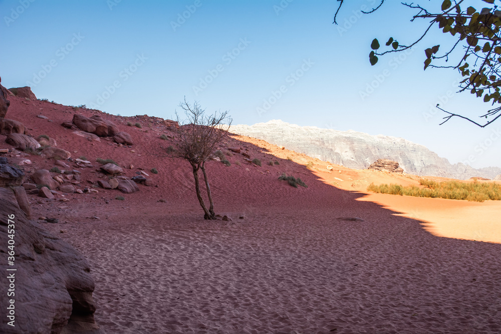 Drying tree, Desert and Mountain glaciers in a Global Warming ...
