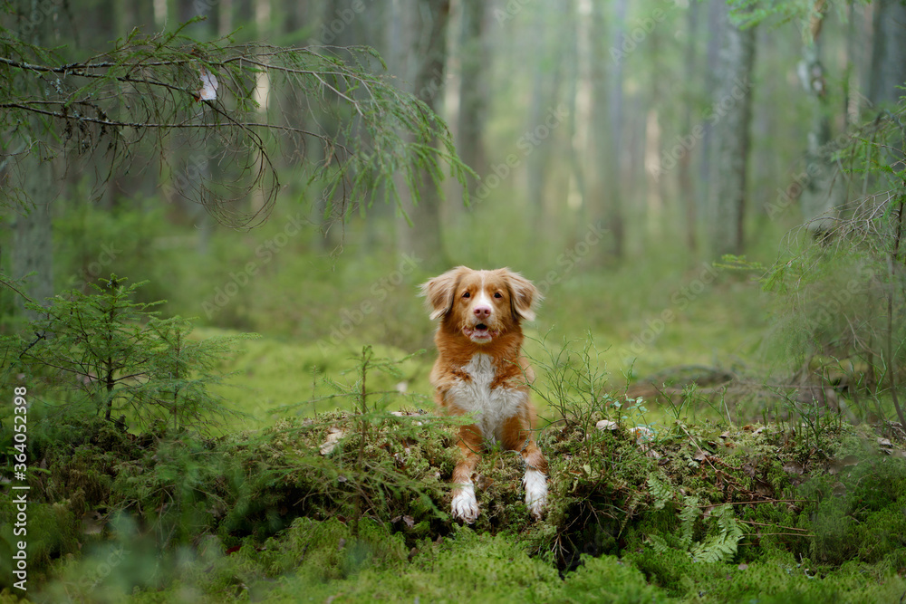 red dog in forest. Nova Scotia Duck Tolling Retriever in nature. Walk ...