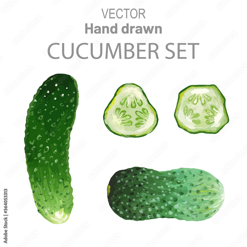 Traced vector of hand drawn fresh whole cucumbers and slices. Vector ...