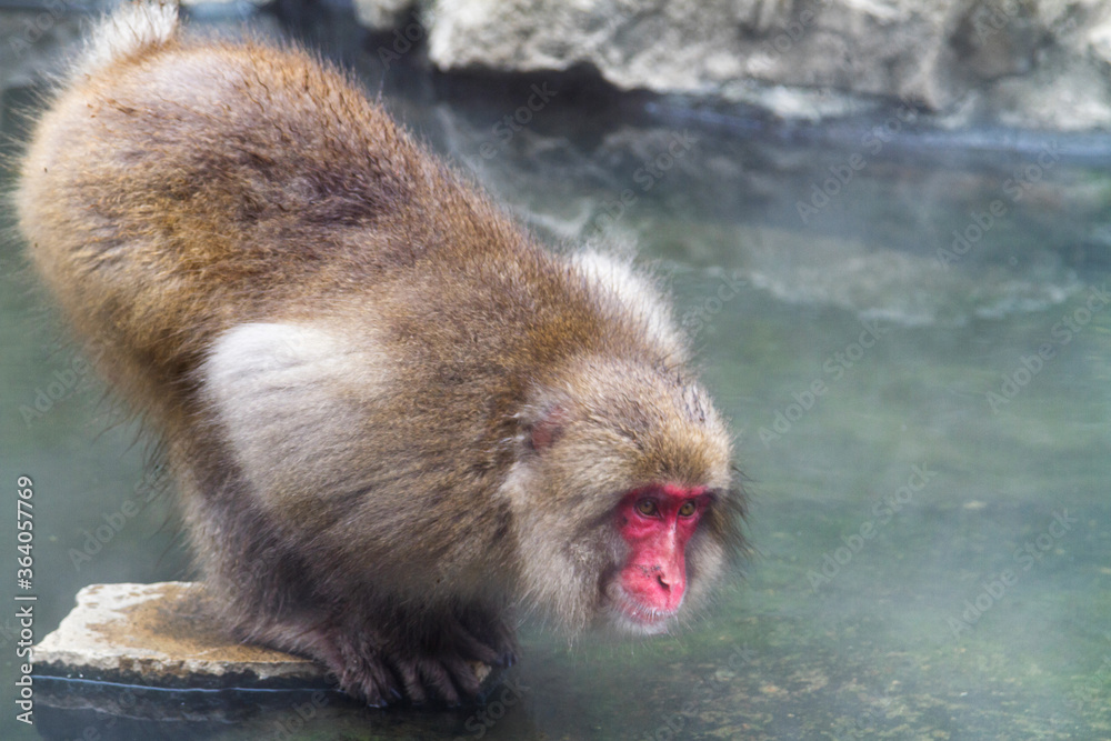 Snow monkeys in a natural onsen (hot spring), located in Jigokudani ...