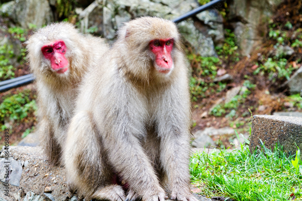 Snow monkeys in a natural onsen (hot spring), located in Jigokudani ...