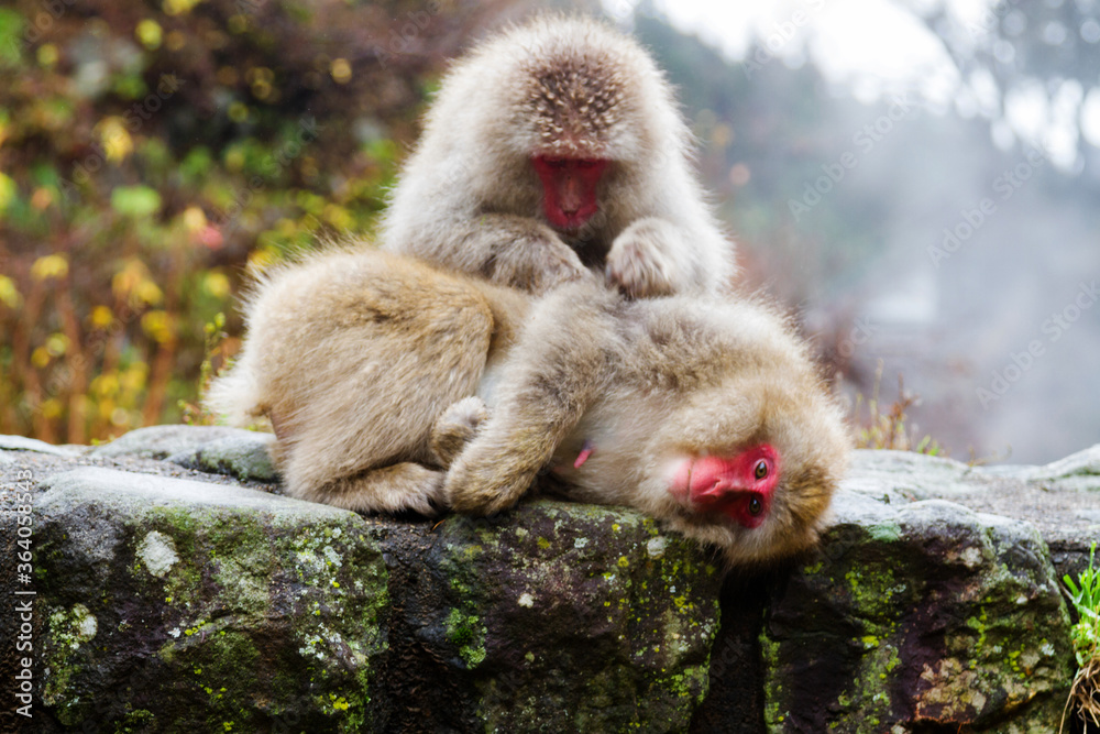 Snow monkeys in a natural onsen (hot spring), located in Jigokudani ...