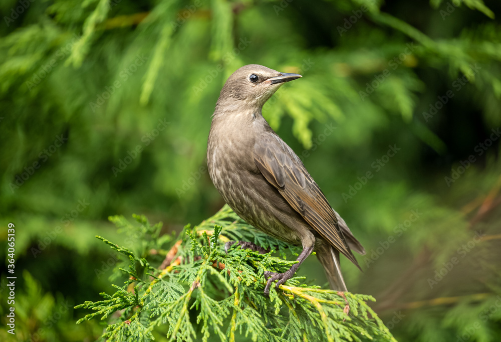 Starling (Scientific name: Sturnus Vulgaris) juvenile starling perched ...