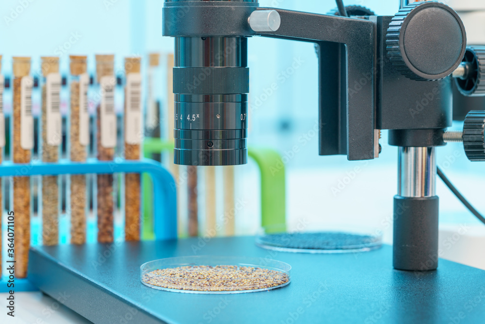 Research Analyzing Agricultural Grains And seeds In The Laboratory ...