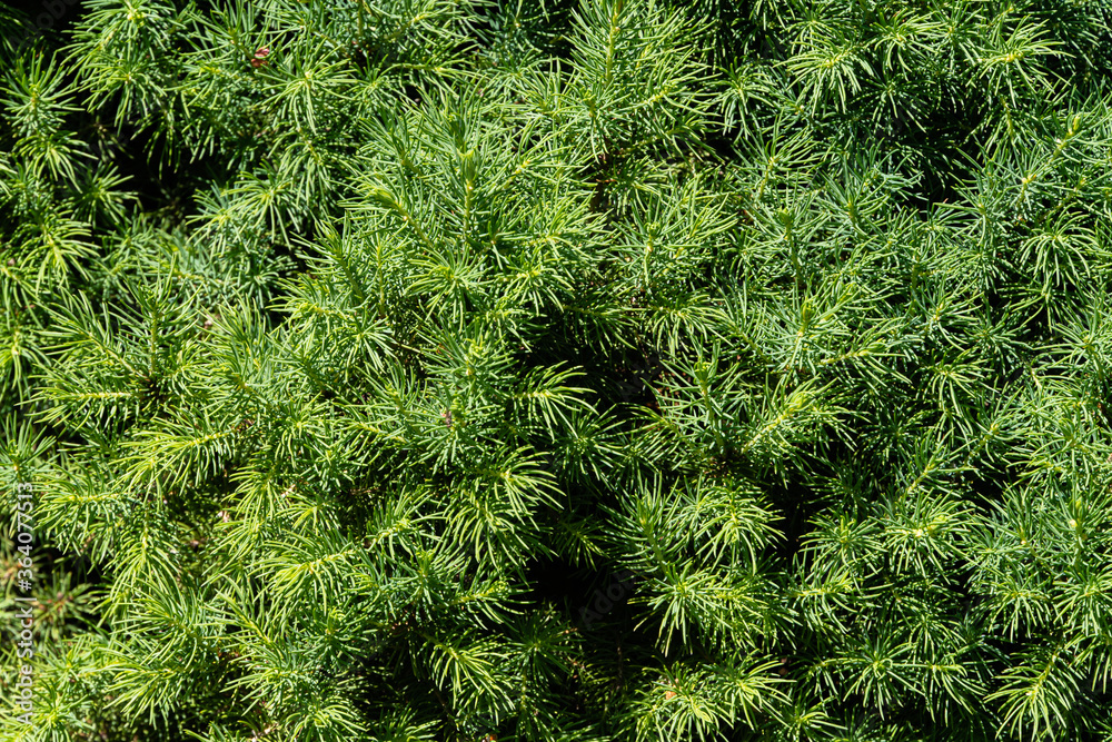 Tree canadian spruce Picea glauca Conica. Bright green short needles on ...