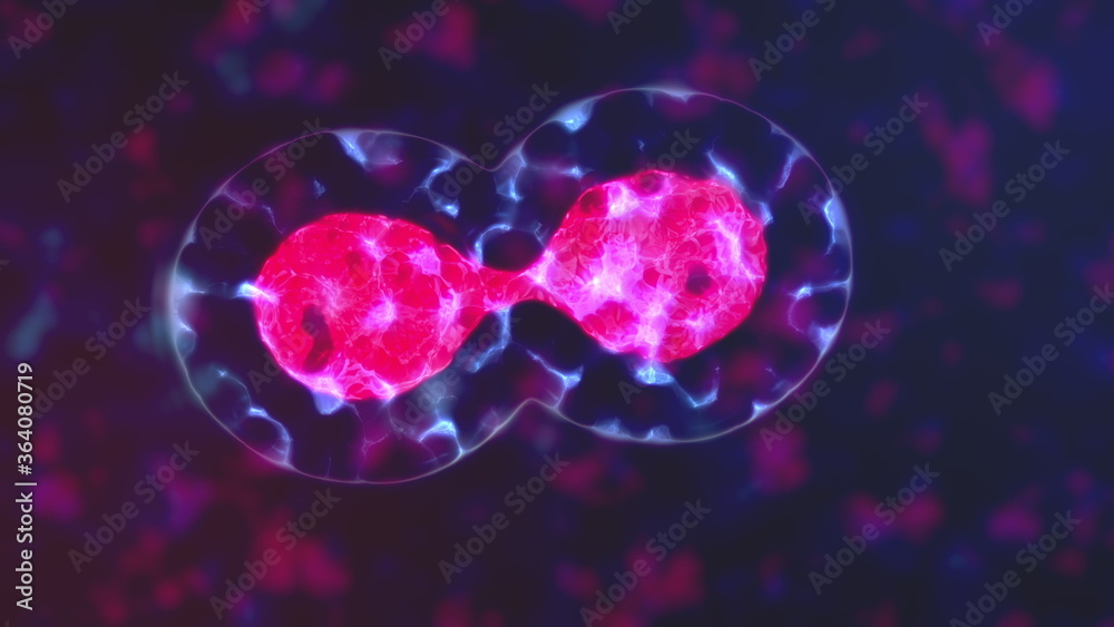 4K Cell Division. Cellular Division Under Microscope. Meiosis and ...
