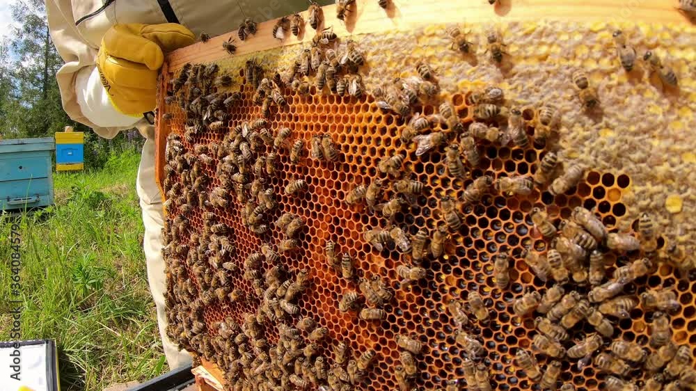 Honeycomb with bees. The bees pack honey comb with bee bread ...