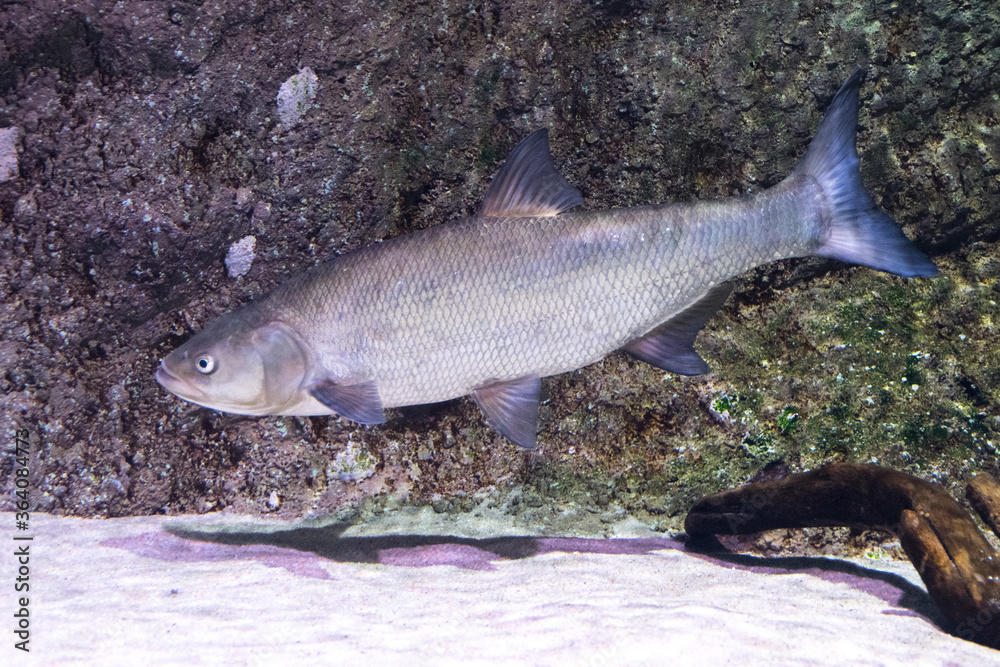 Foto de Asp fish, European freshwater fish of the Cyprinid family ...