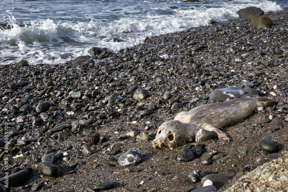Strong emotional image of a dead baby seal Stock Photo | Adobe Stock
