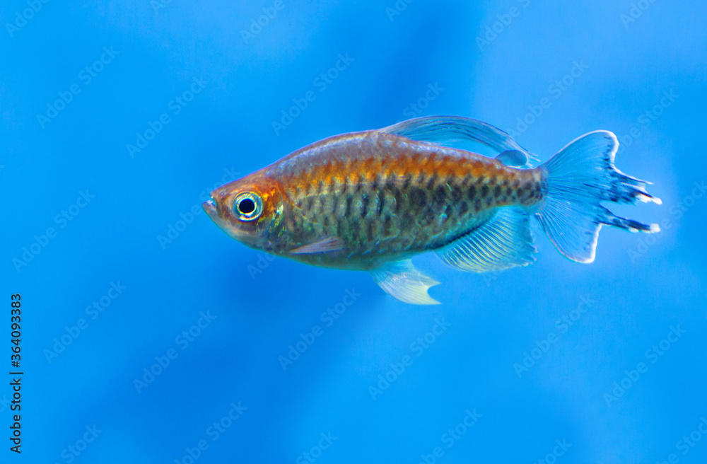 Tetra fish. The birthplace of fish is West Africa, the Delta of the ...
