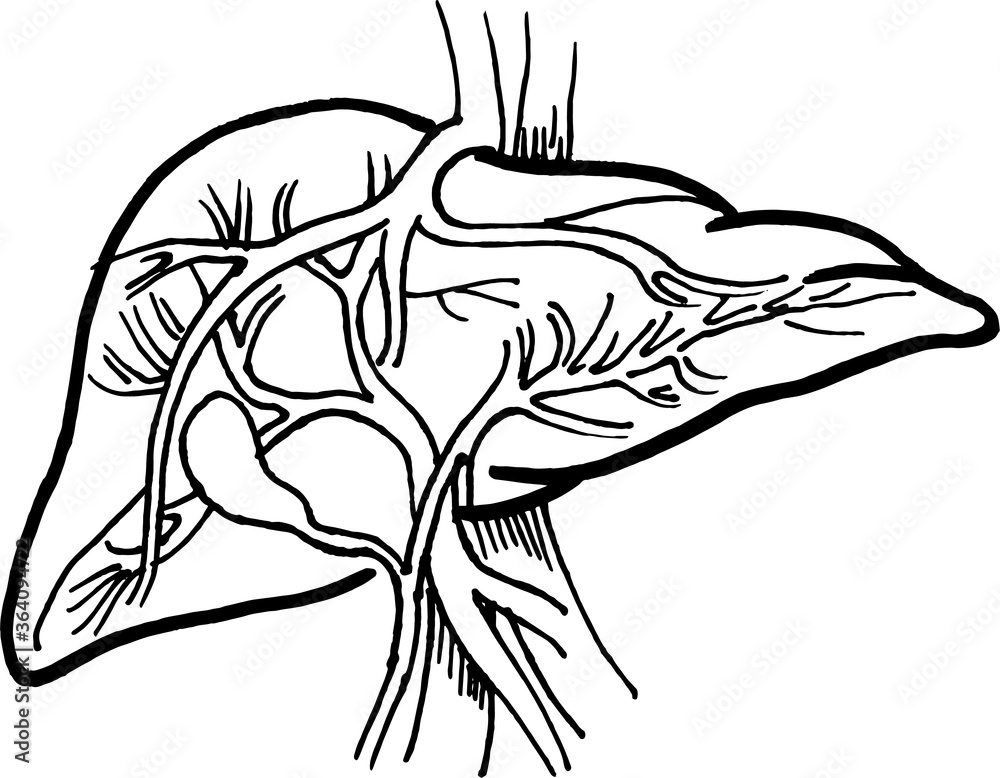Contour vector outline drawing of human liver organ. Medical design ...