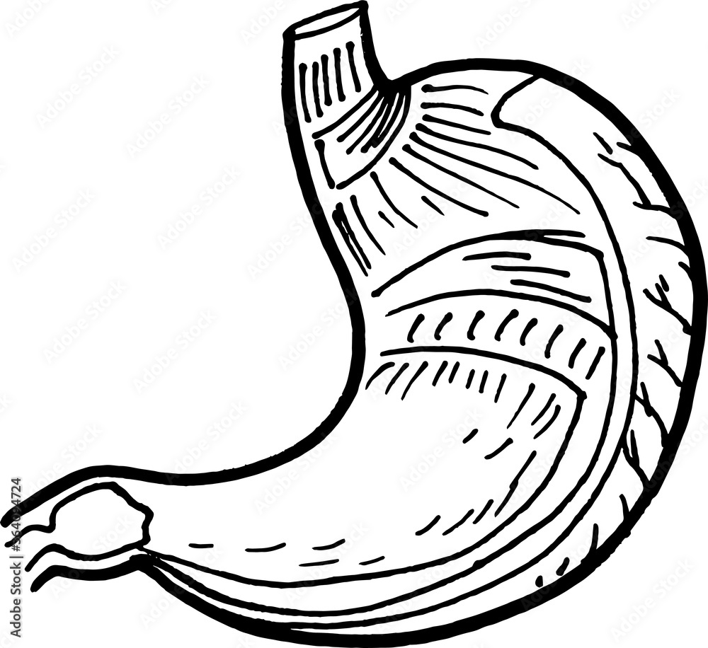 Contour vector outline drawing of human stomach organ. Medical design ...