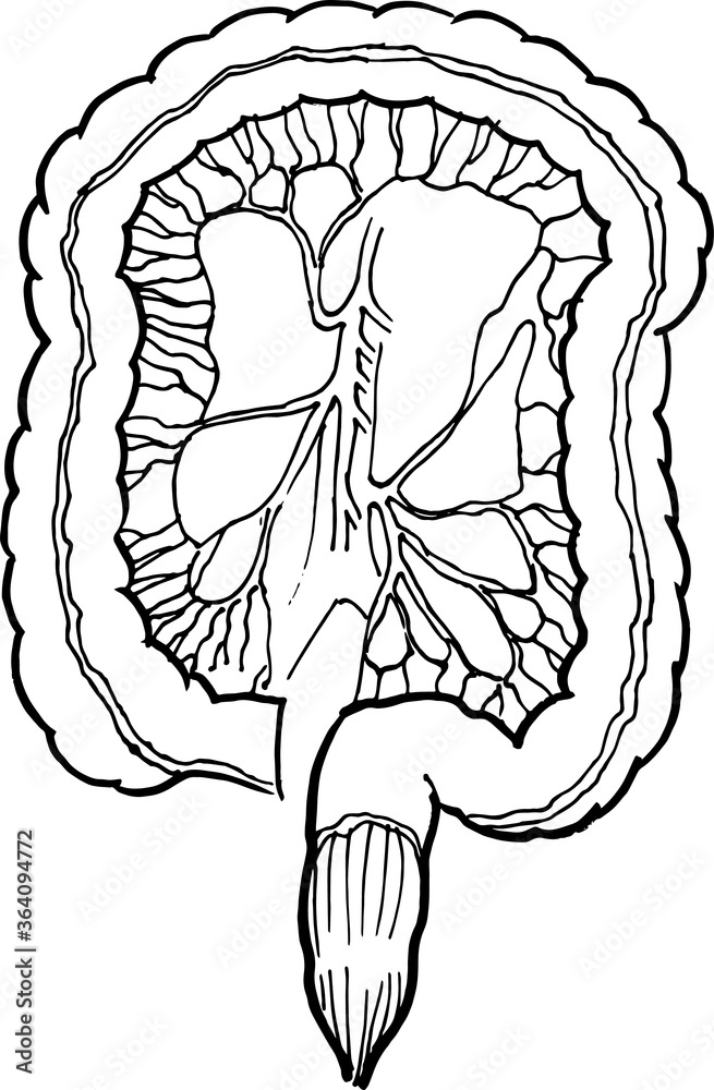 Contour vector outline drawing of human intestine organ. Medical design ...