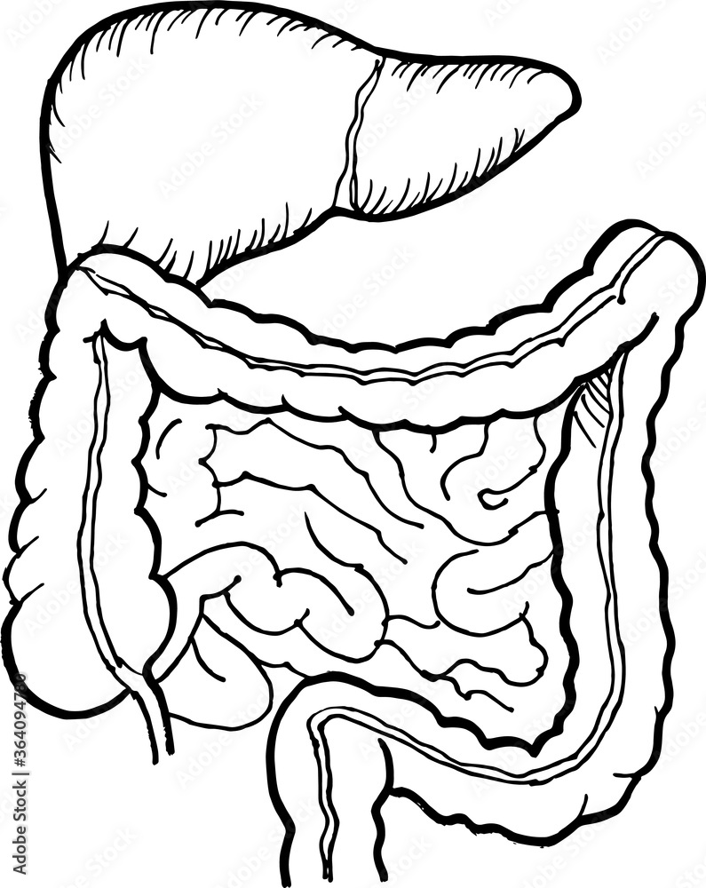 Contour vector outline drawing of human intestine and liver organ ...