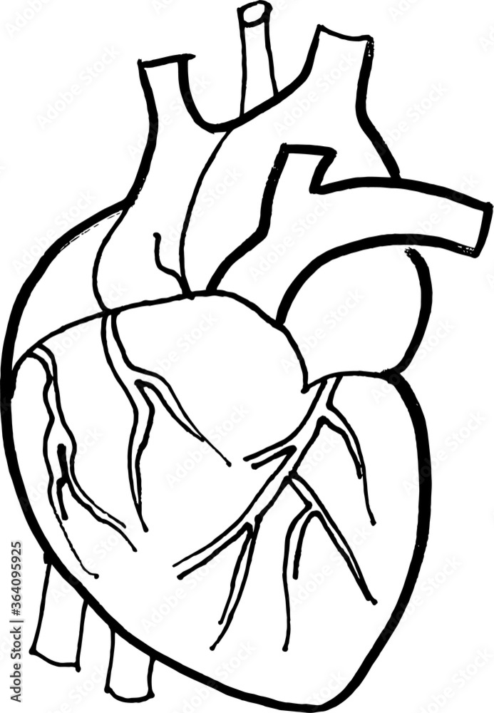 Contour vector outline drawing of human heart organ. Medical design ...
