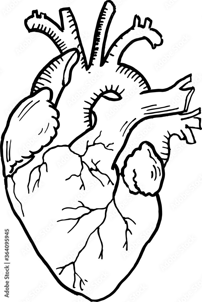Contour vector outline drawing of human heart organ. Medical design ...