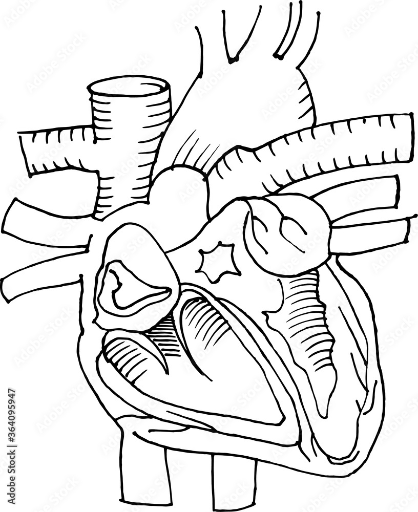 Contour vector outline drawing of human heart organ. Medical design ...