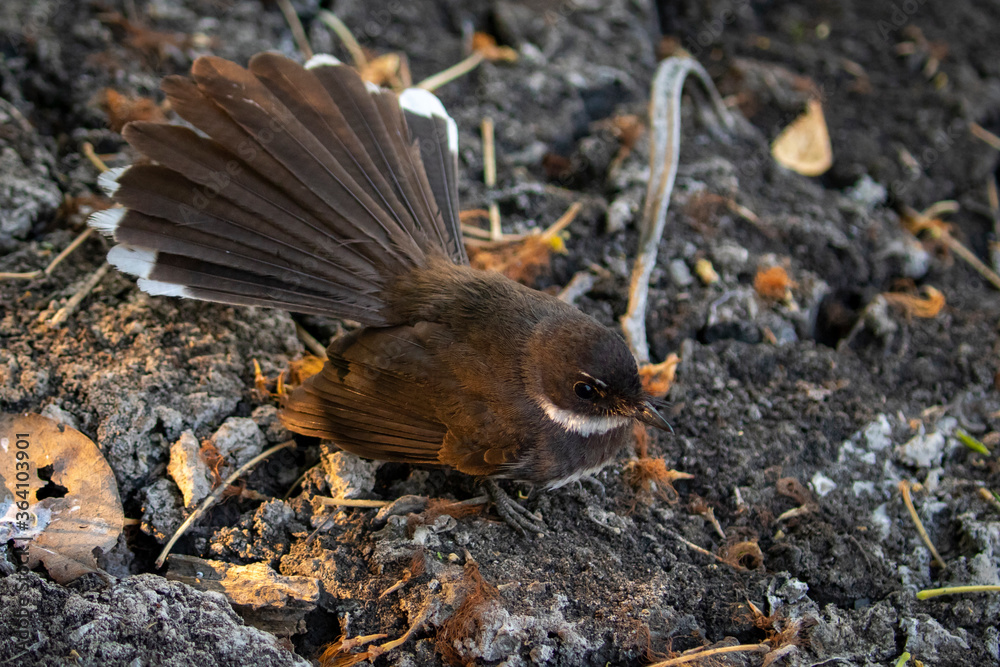 Image of Sunda Pied Fantail or Malaysian Pied Fantail(Rhipidura ...