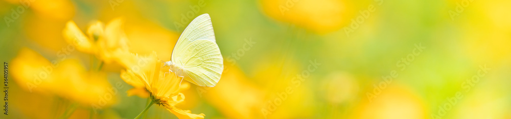 Nature of butterfly and flower in garden using as background ...