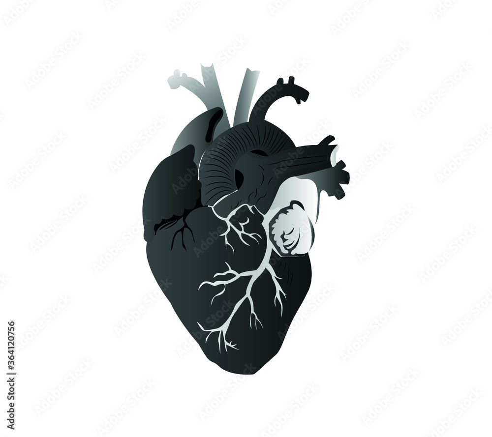 realistic vector isolated human heart. Anatomically correct heart with ...