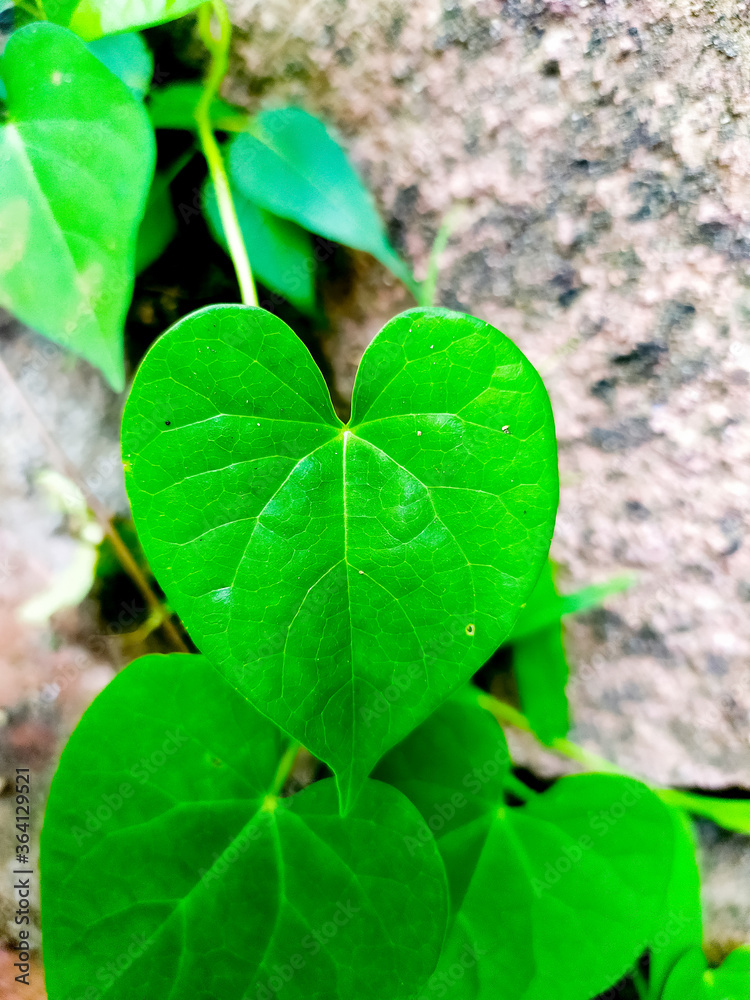 Tinospora Cordifolia