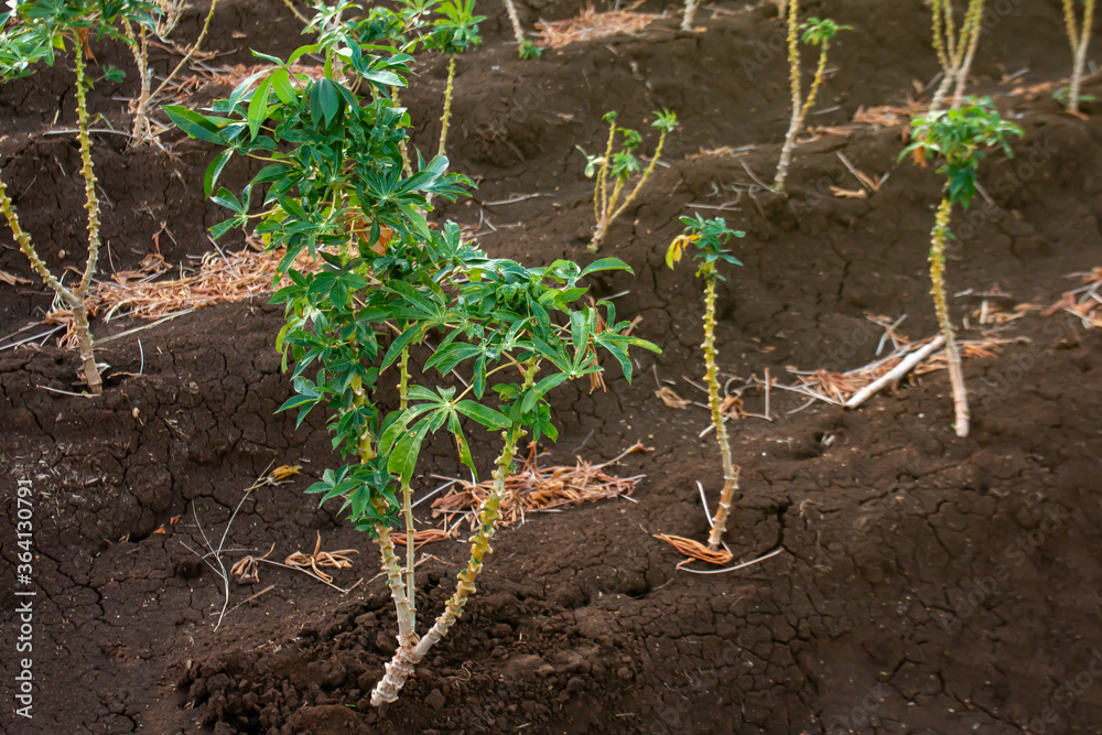 cassava tree growth in planting farm, manioc or tapioca planting field ...