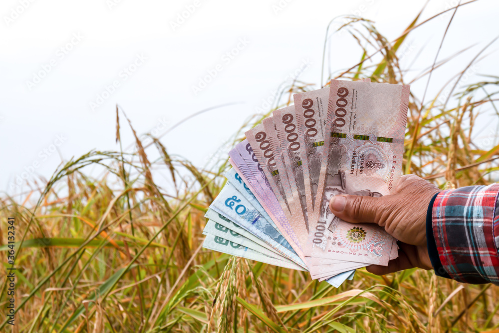 hands farmer are holding thai banknote in rice field, money thai baht ...