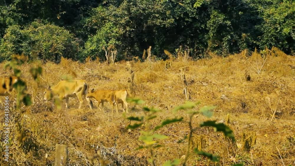 Cows with calves return to the farm following each other along the cow ...