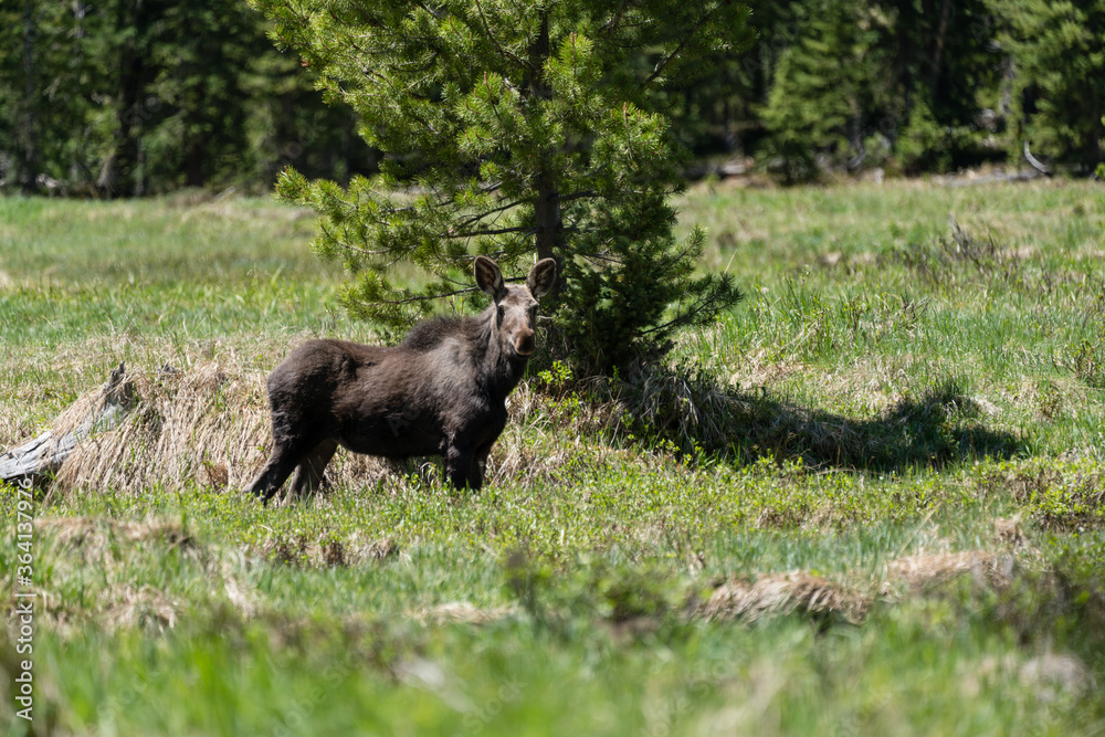 Moose in Rocky Mountain National Park Stock Photo | Adobe Stock