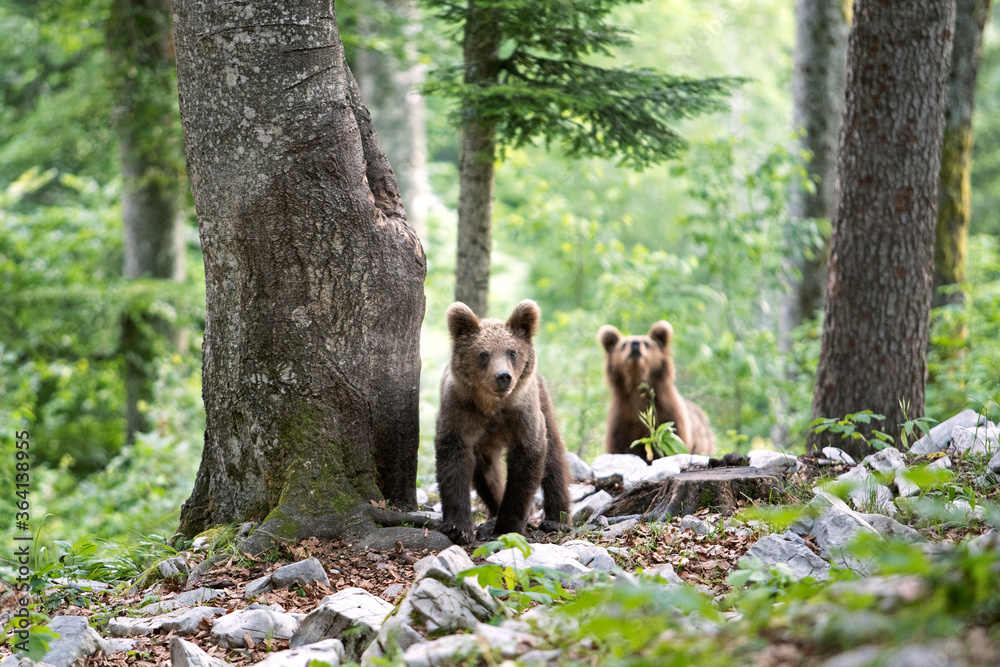 Brown bears in the forest. European bear moving in nature. Brown bear ...