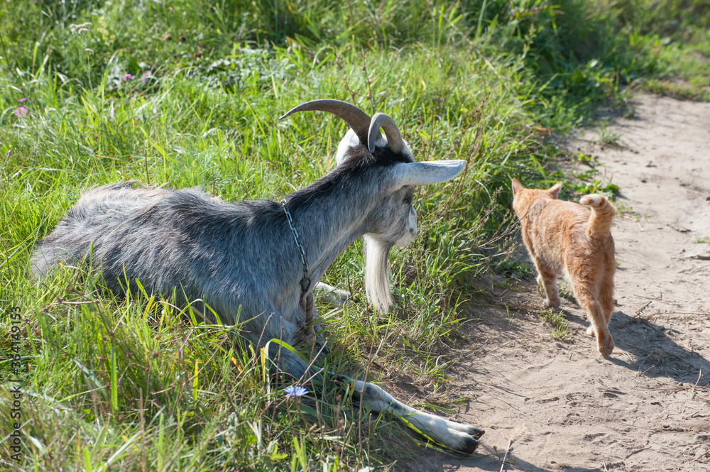 Horned domestic gray goat (lat. Capra aegagrus hircus) and a red cat in ...